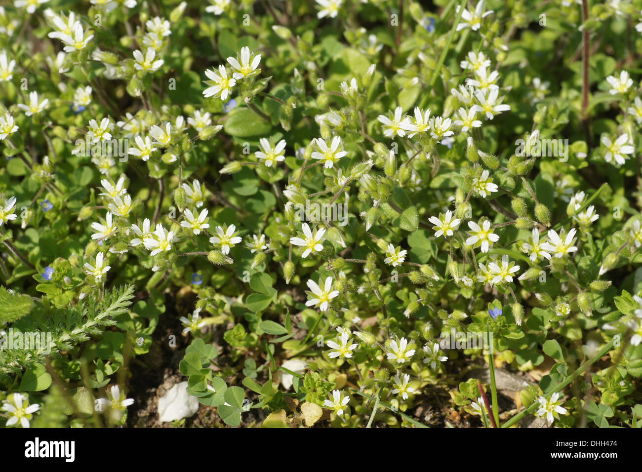 Chickenword High Resolution Stock Photography and Images - Alamy