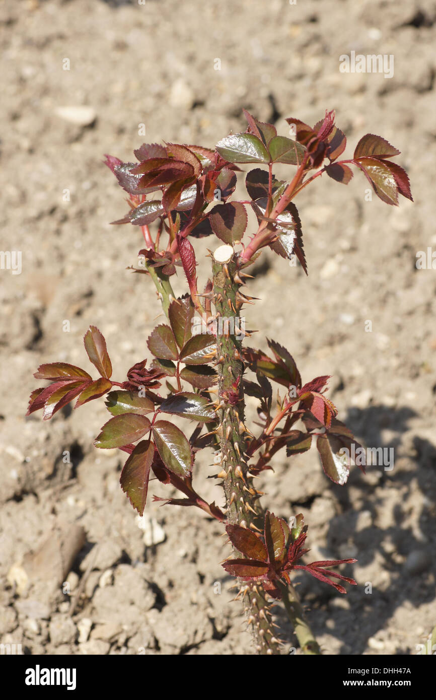 Hybrid-rose, young shoots Stock Photo - Alamy