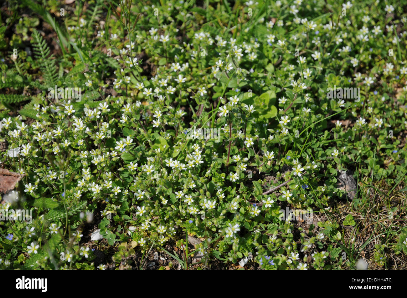 Chickenword hi-res stock photography and images - Alamy