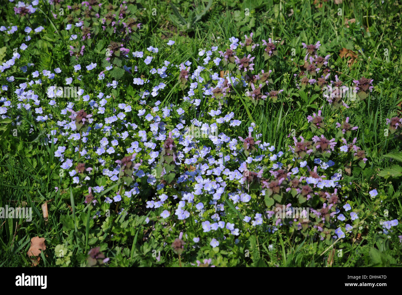 Persian speedwell hi-res stock photography and images - Alamy