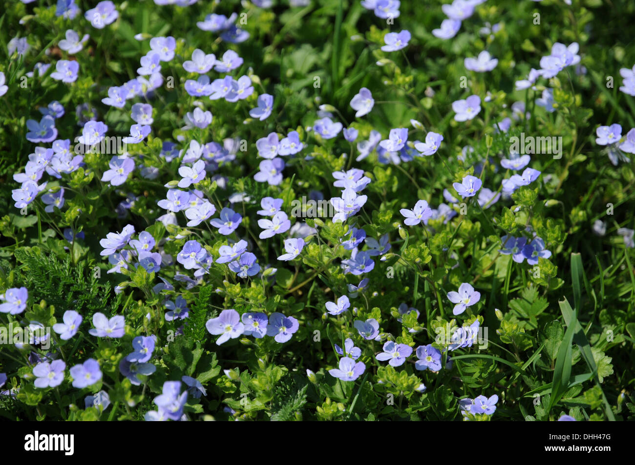 Persian speedwell hi-res stock photography and images - Alamy