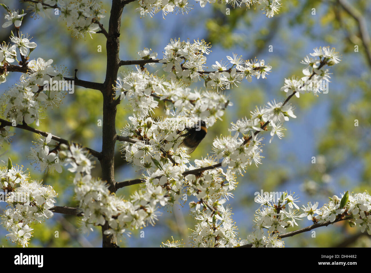 Ernten pollen hi-res stock photography and images - Alamy