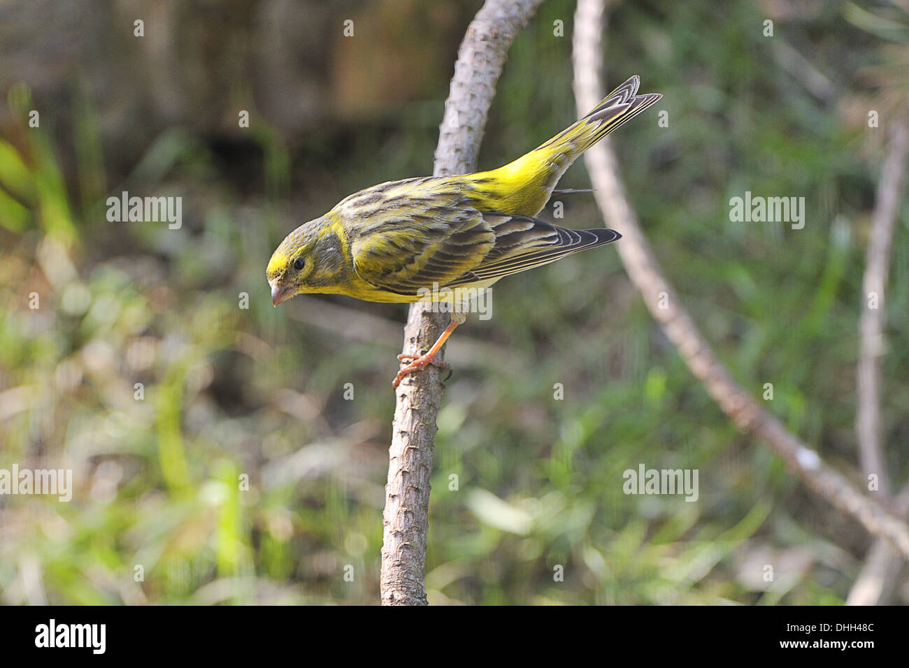Girlitz serin hi-res stock photography and images - Alamy