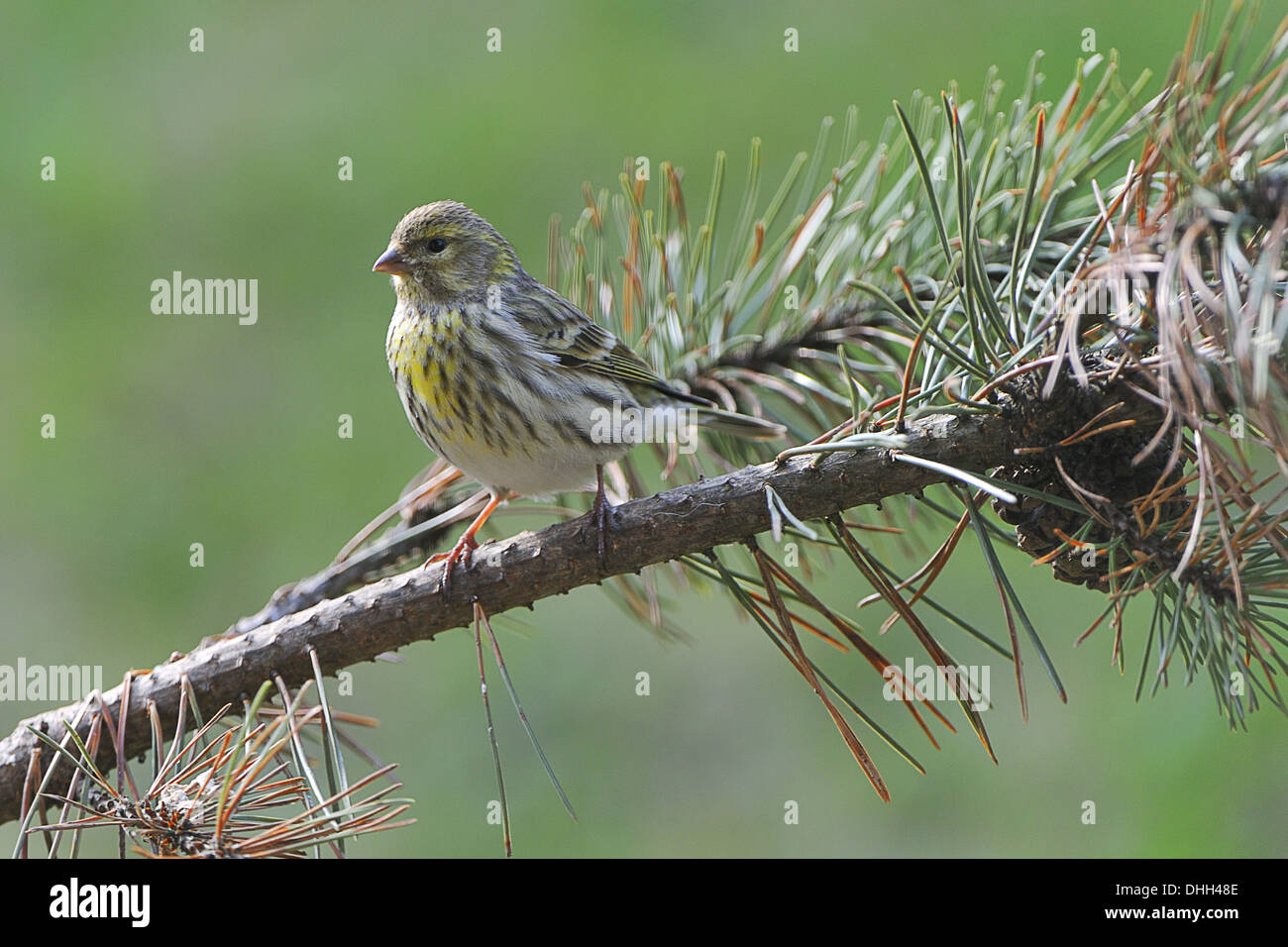 Serin hi-res stock photography and images - Alamy