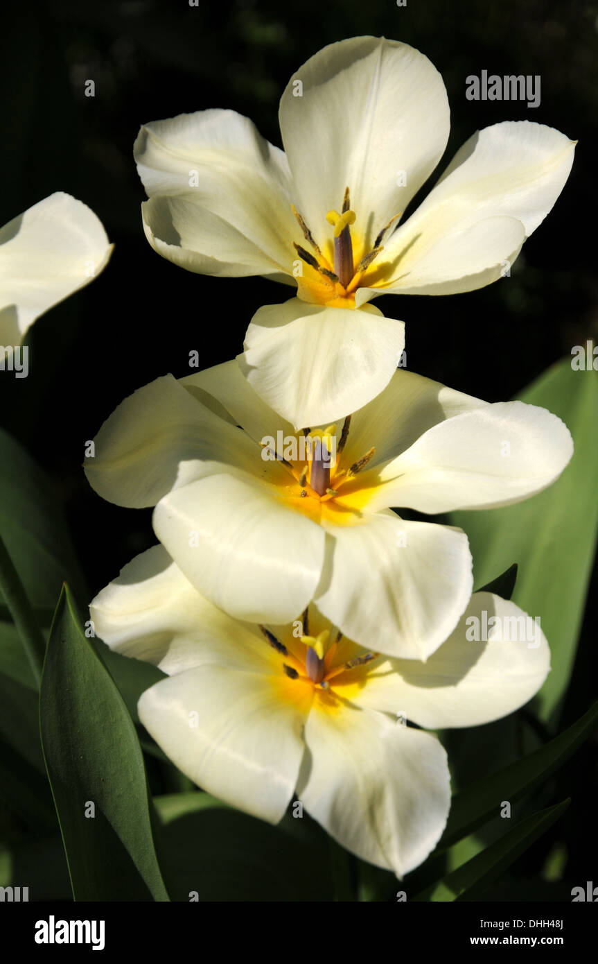 Lily flowering tulip hi-res stock photography and images - Alamy