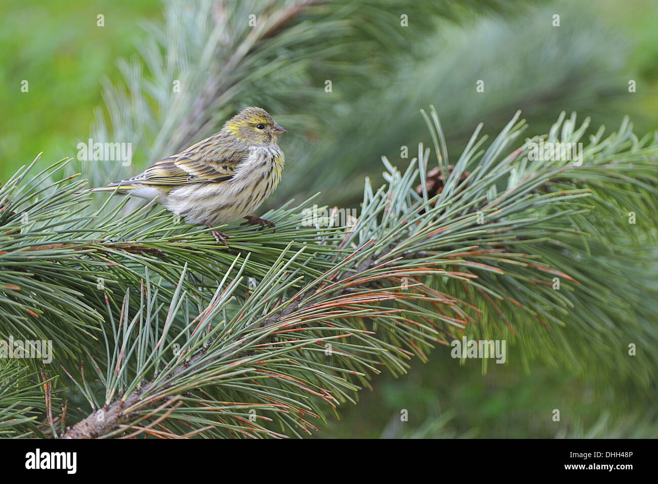 Serin hi-res stock photography and images - Alamy