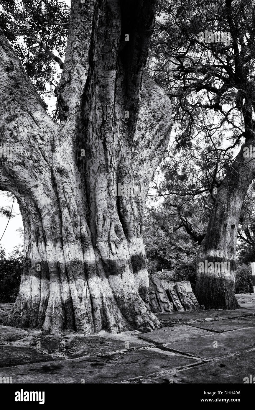 Banyan tree and hindu altar stones depicting Indian vishnu deity in a ...