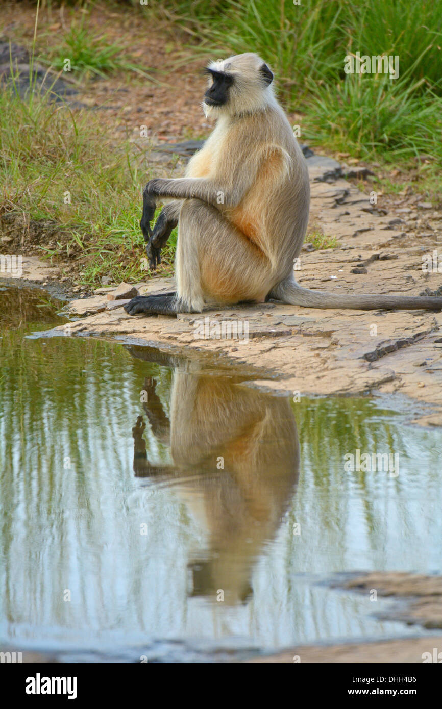 A Langur (Presbytis entellus) monkey in Ranthambhore tiger reserve ...