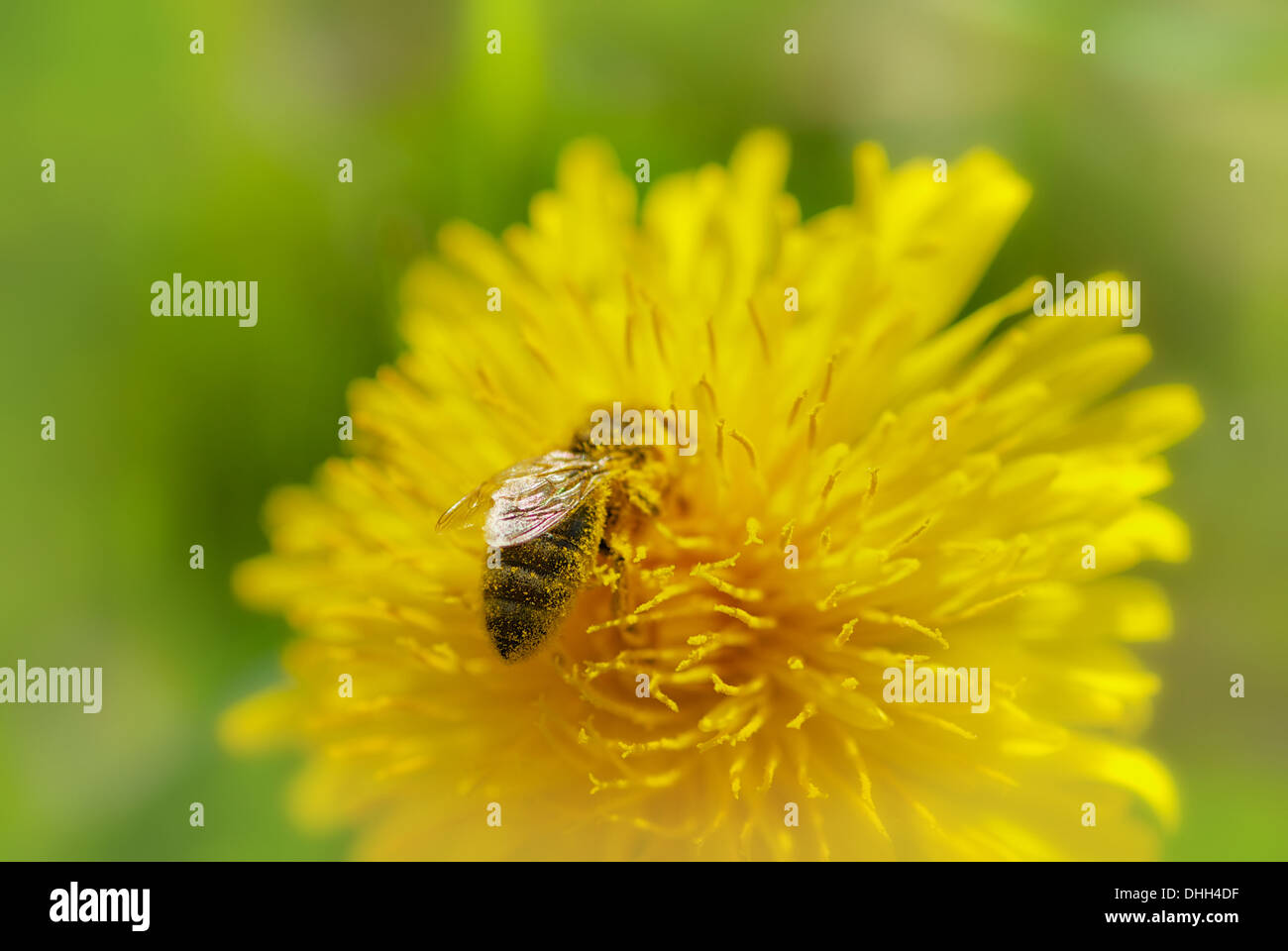 Spring feeling nature Stock Photo - Alamy
