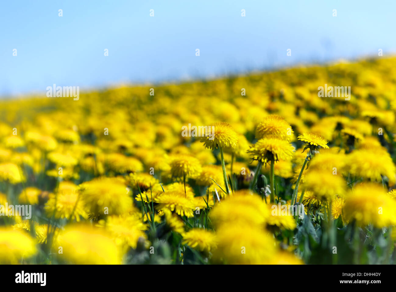 Spring feeling nature Stock Photo - Alamy