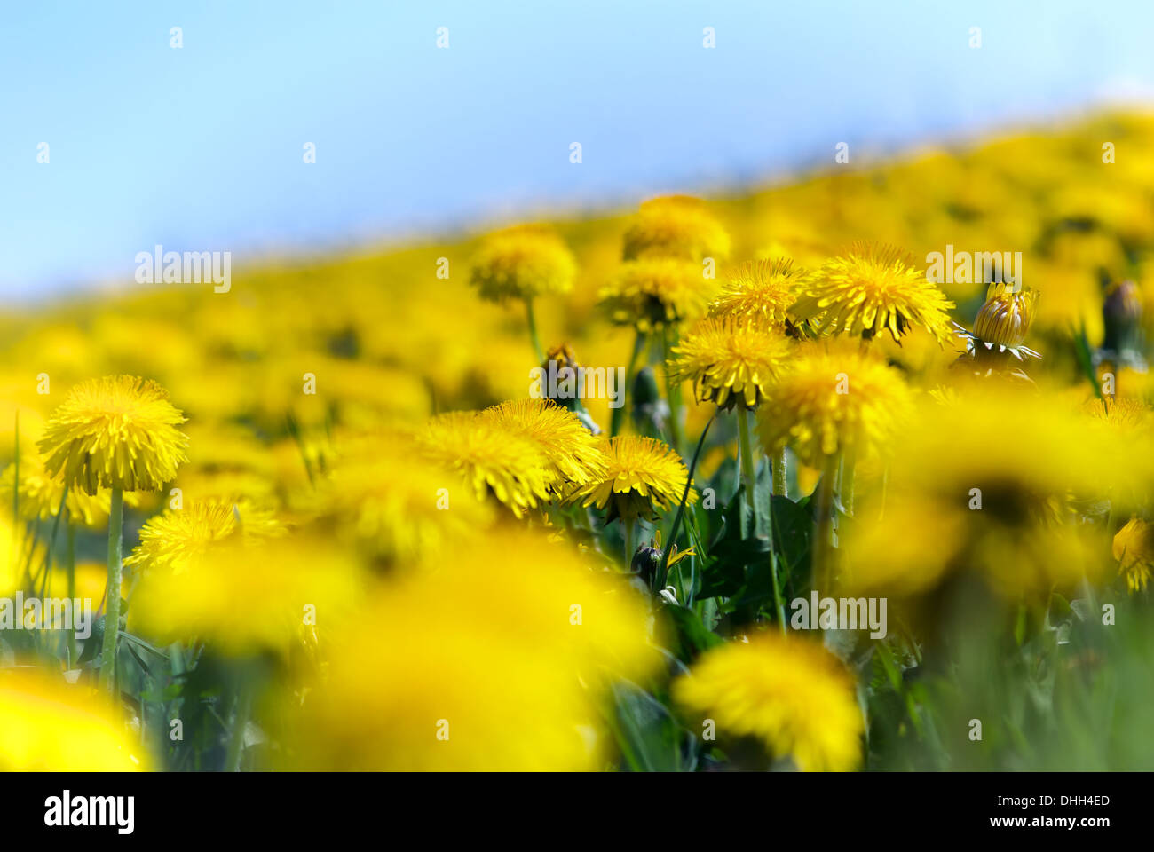 Blume spring hi-res stock photography and images - Alamy