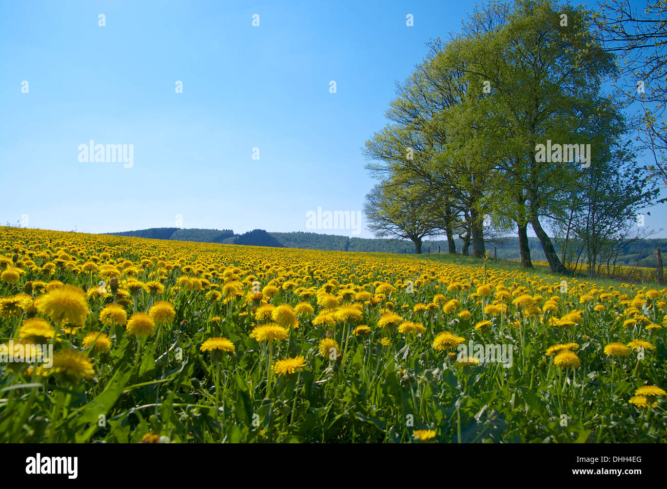 Spring feeling nature Stock Photo - Alamy