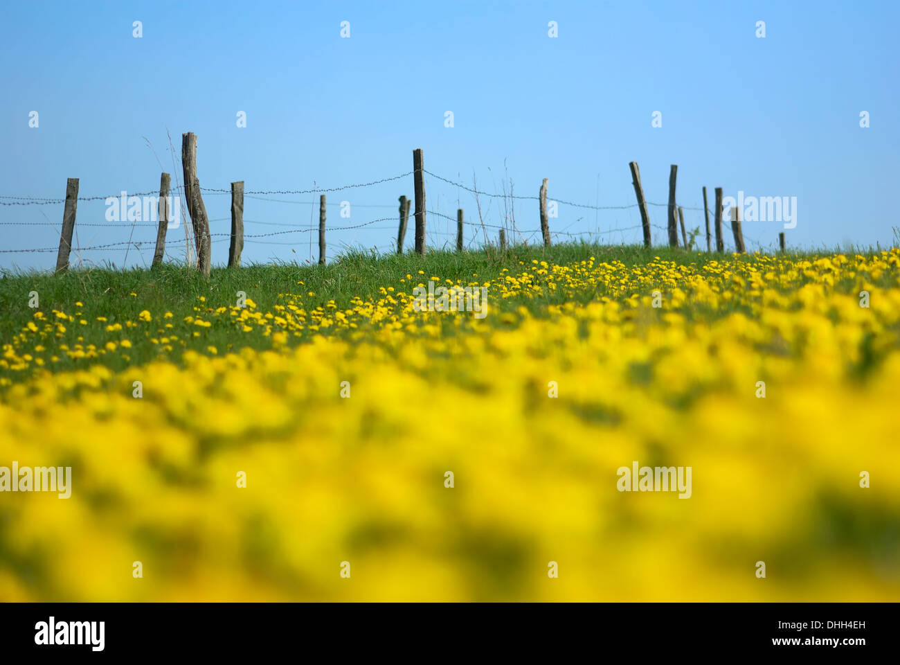Spring feeling nature Stock Photo - Alamy