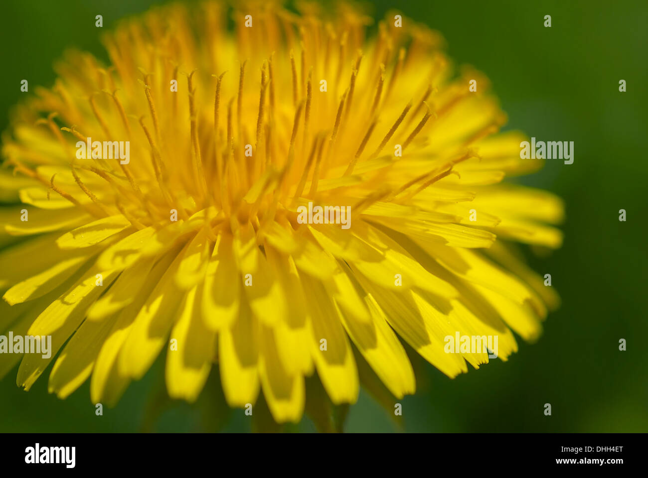 Spring feeling nature Stock Photo - Alamy