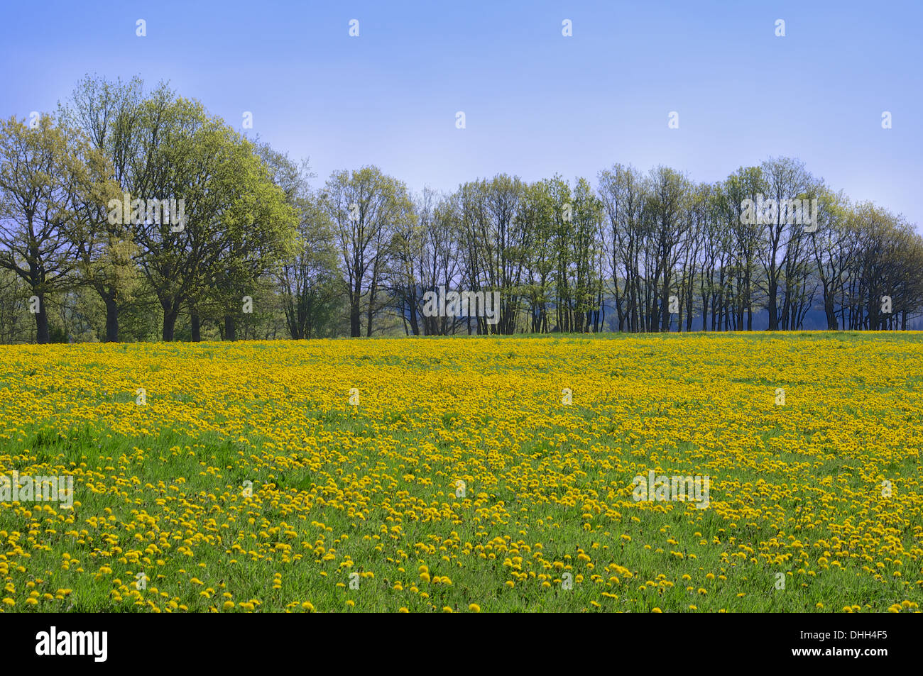 Spring feeling nature Stock Photo - Alamy