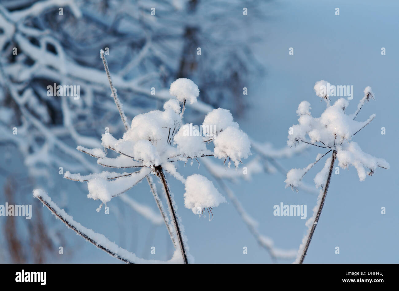 Winter Scene Frozenned Flower High Resolution Stock Photography and ...