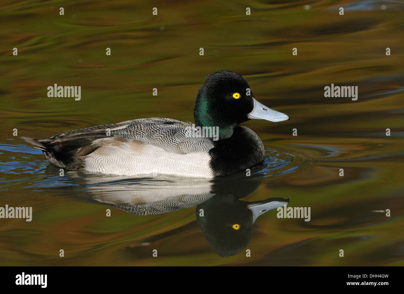 Lesser Scaup - Aythya affinis Male Stock Photo - Alamy