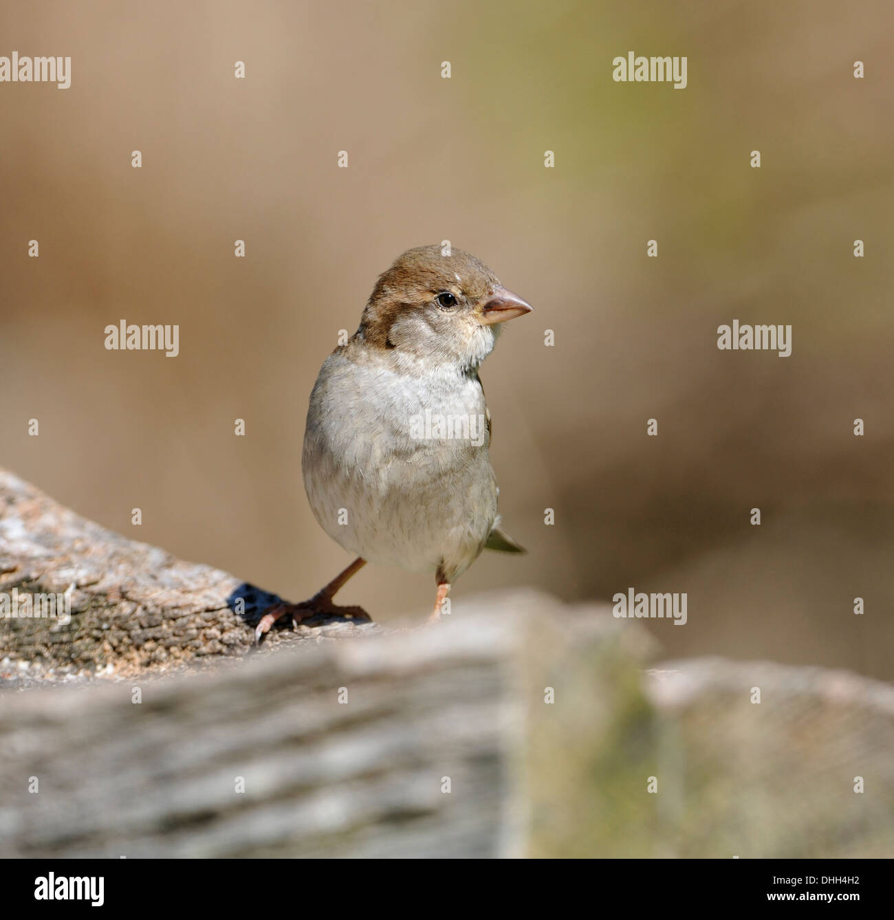 Passer by female hi-res stock photography and images - Alamy