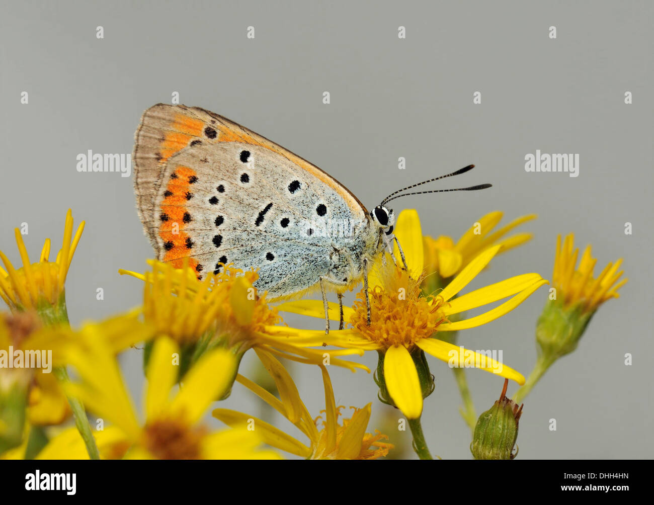 Large copper butterfly hi-res stock photography and images - Alamy
