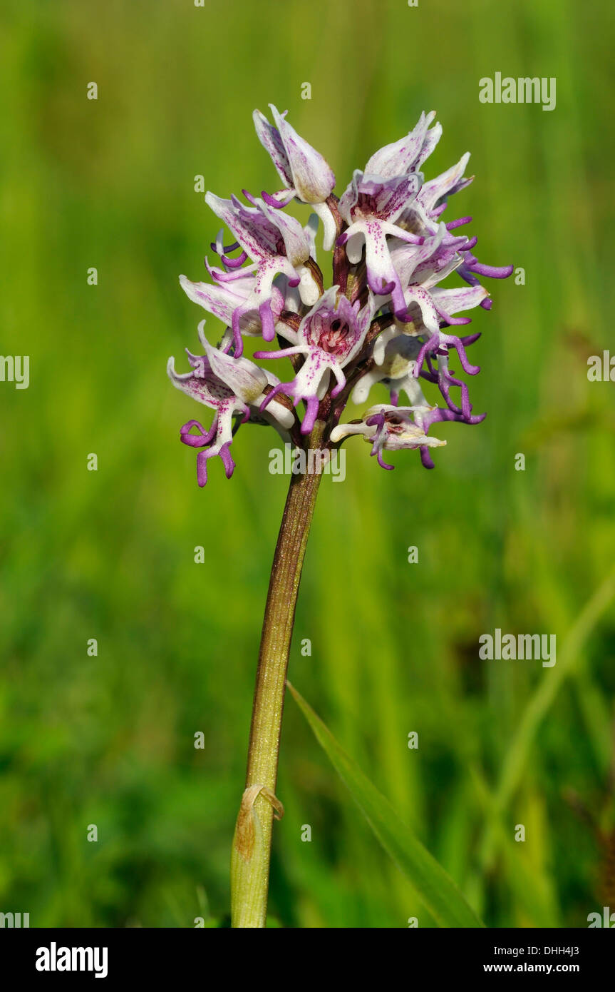 Monkey Orchid - Orchis simia Rare British Orchid Stock Photo - Alamy