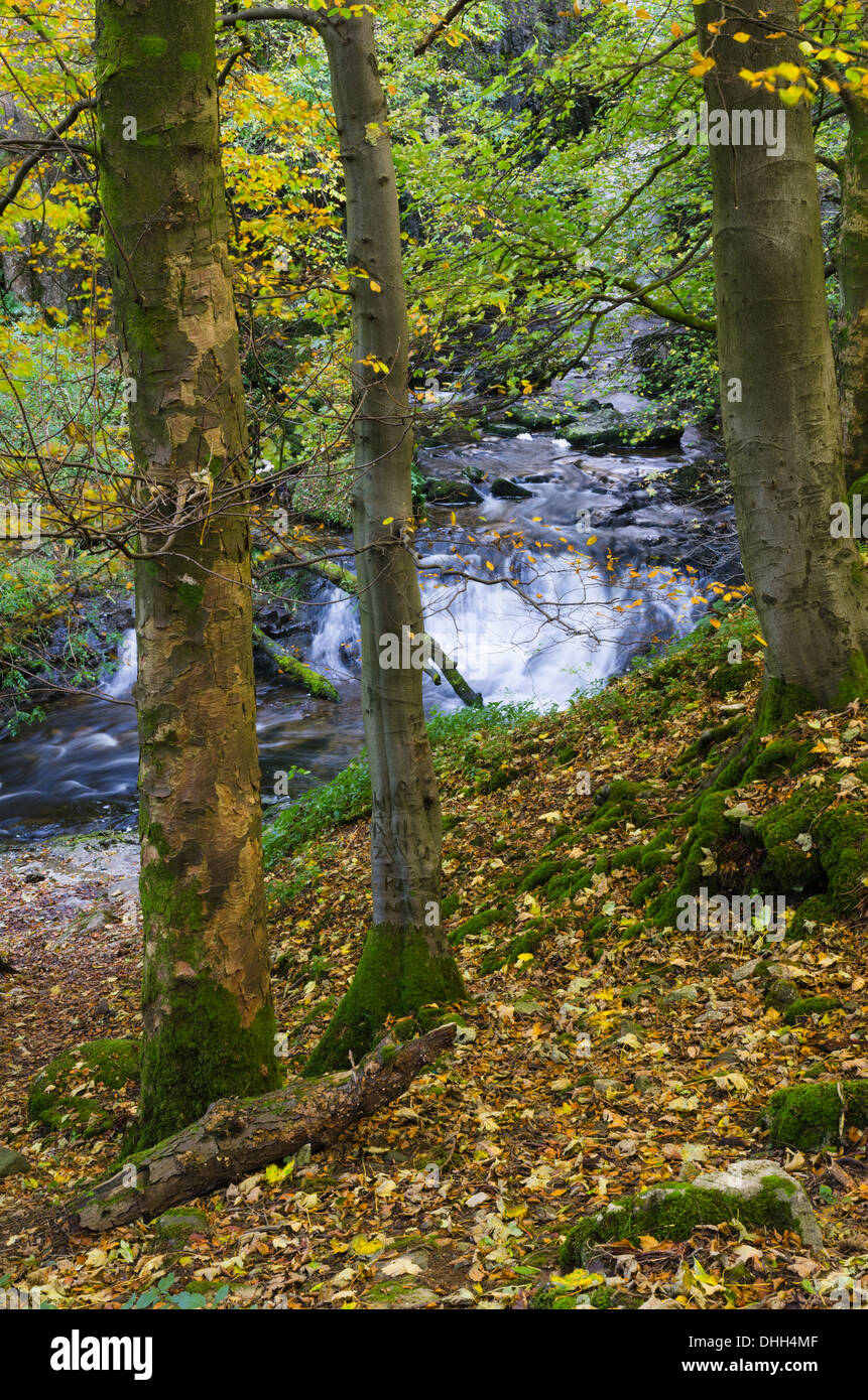 Catrigg Force waterfall in autumn Stock Photo - Alamy