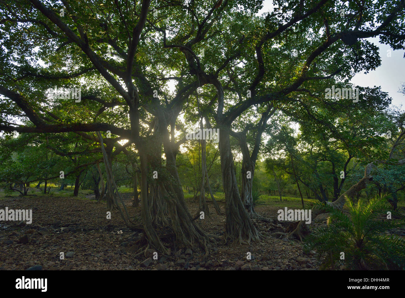 Ficus benghalensis or East Indian fig in Ranthambhore Stock Photo - Alamy