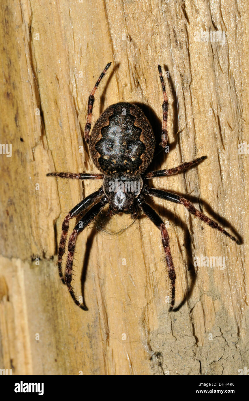 Walnut Orb-Weaver Spider - Nuctenea umbratica On fence post Stock Photo ...