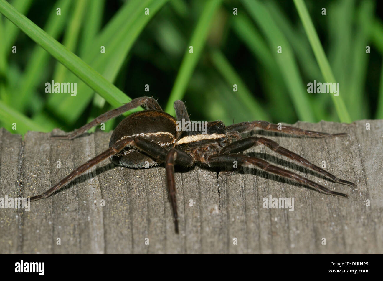 Raft Spider - Dolomedes fimbriatus Britains largest spider Stock Photo ...
