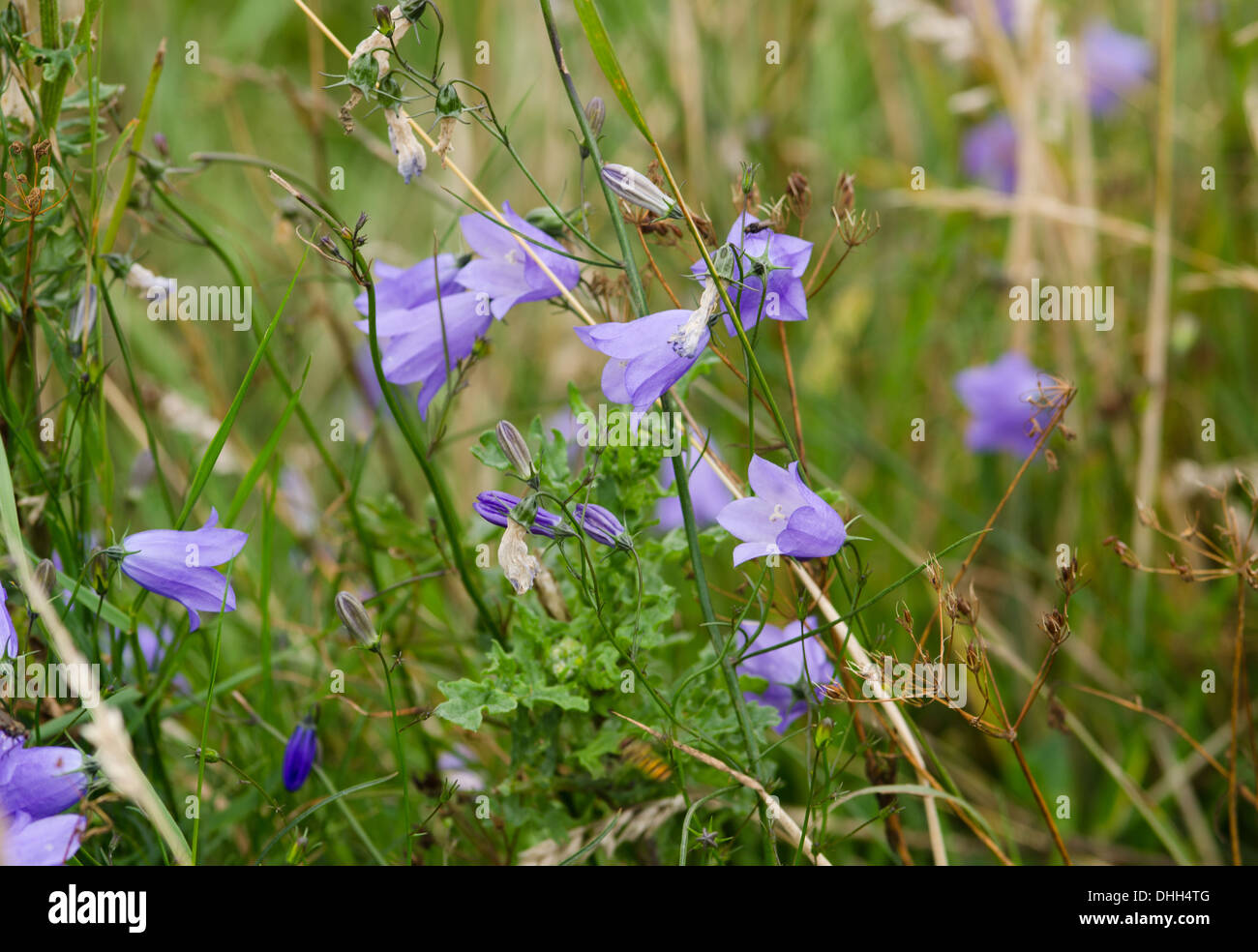Scottish Harebell High Resolution Stock Photography and Images - Alamy