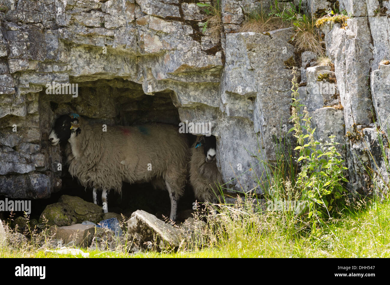Shelter in a cave hi-res stock photography and images - Alamy