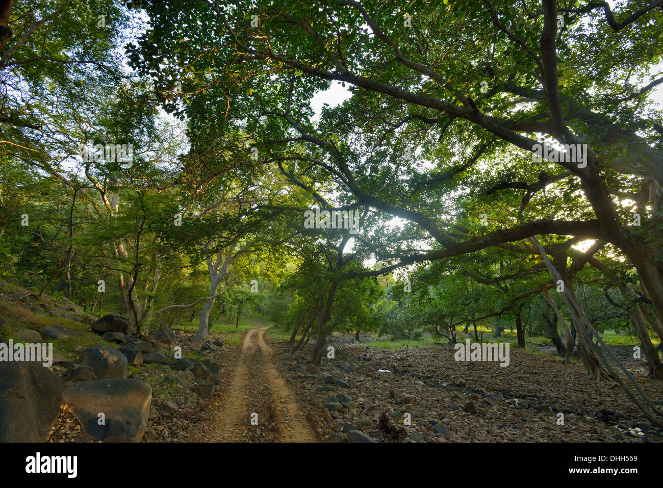 Ficus benghalensis, also known as Bengal fig, Indian fig, East Indian ...