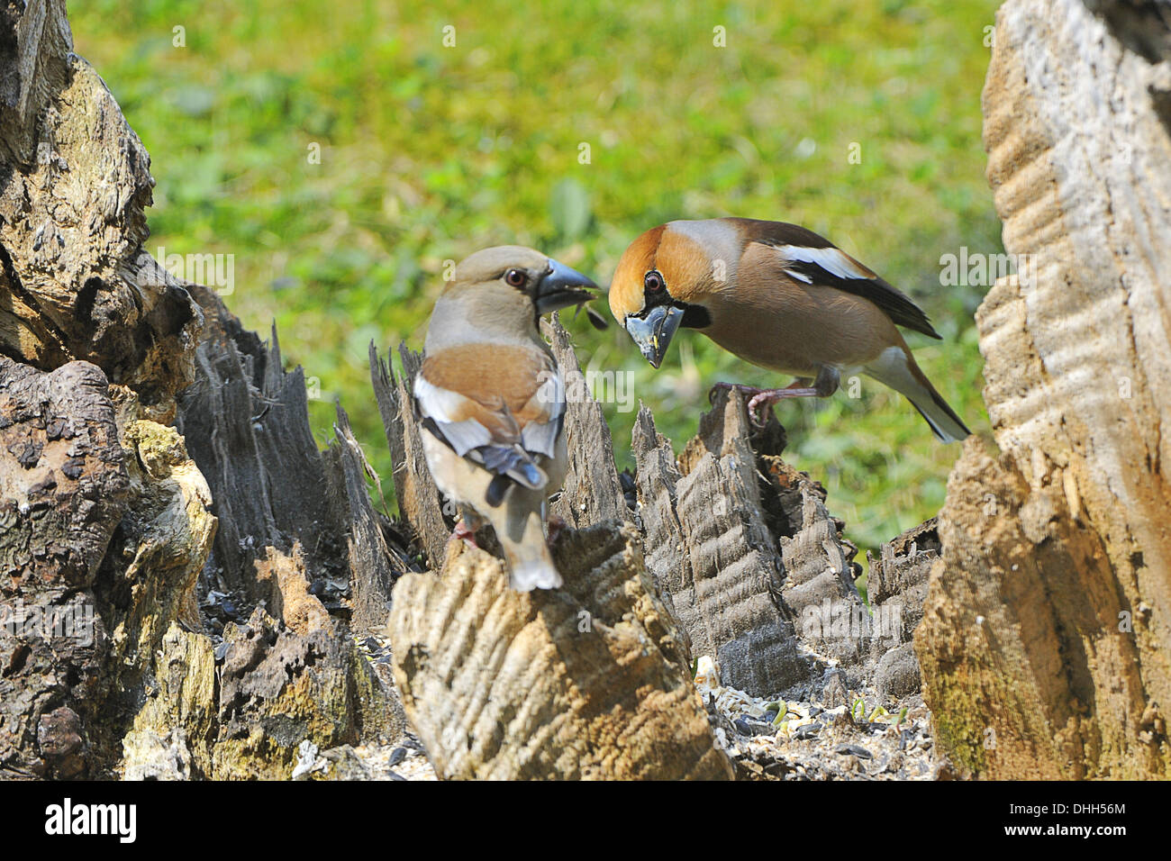 Male and female hawfinch hi-res stock photography and images - Alamy