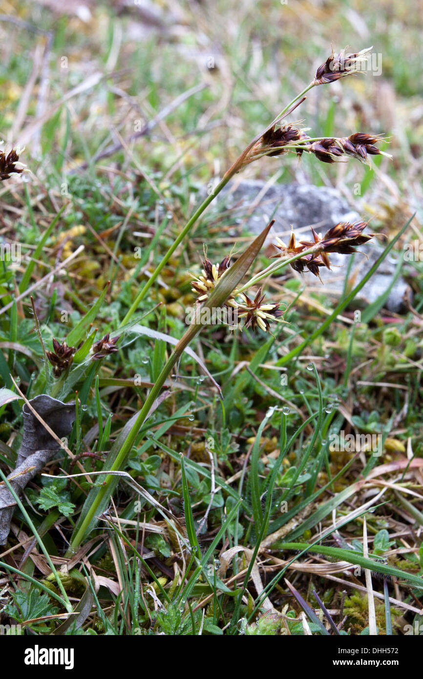 Luzula campestris, Field wood-rush Stock Photo - Alamy