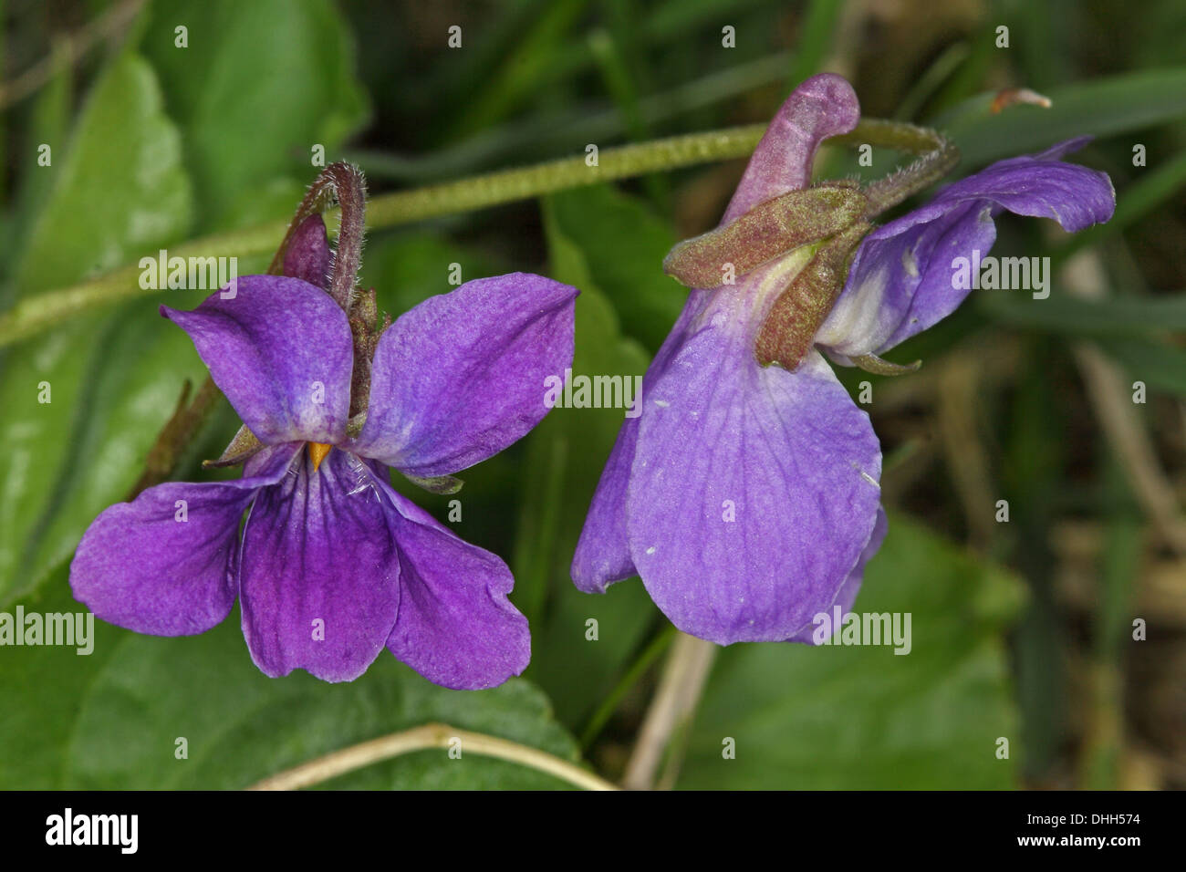 Wood Violet, Viola odorata Stock Photo - Alamy