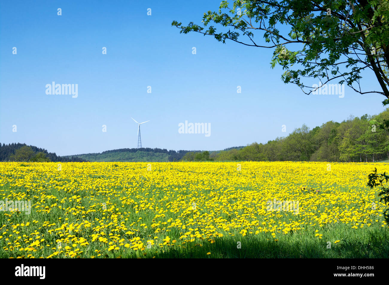 Blume spring hi-res stock photography and images - Alamy