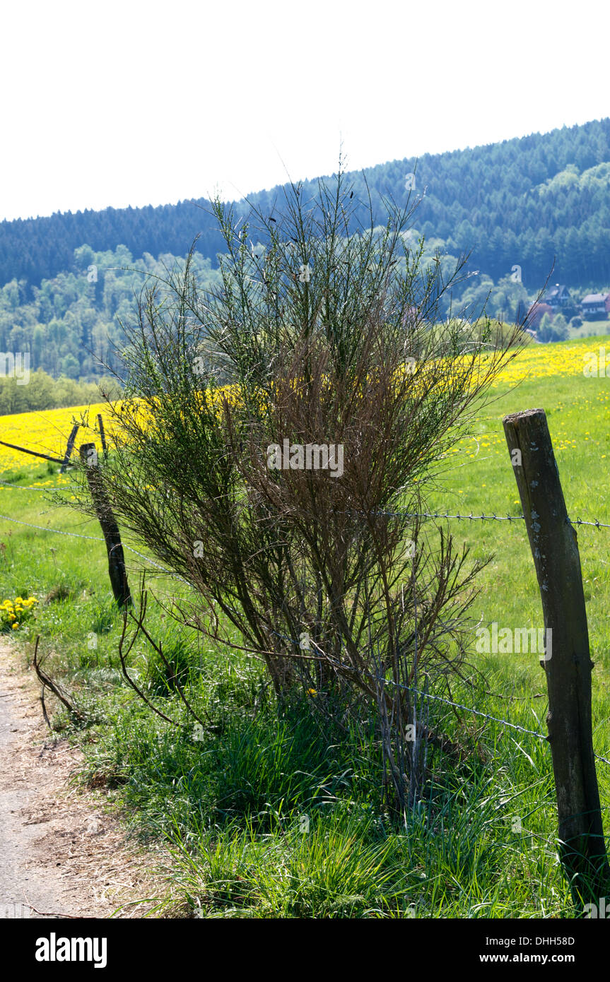 Feeling flowers hi-res stock photography and images - Alamy
