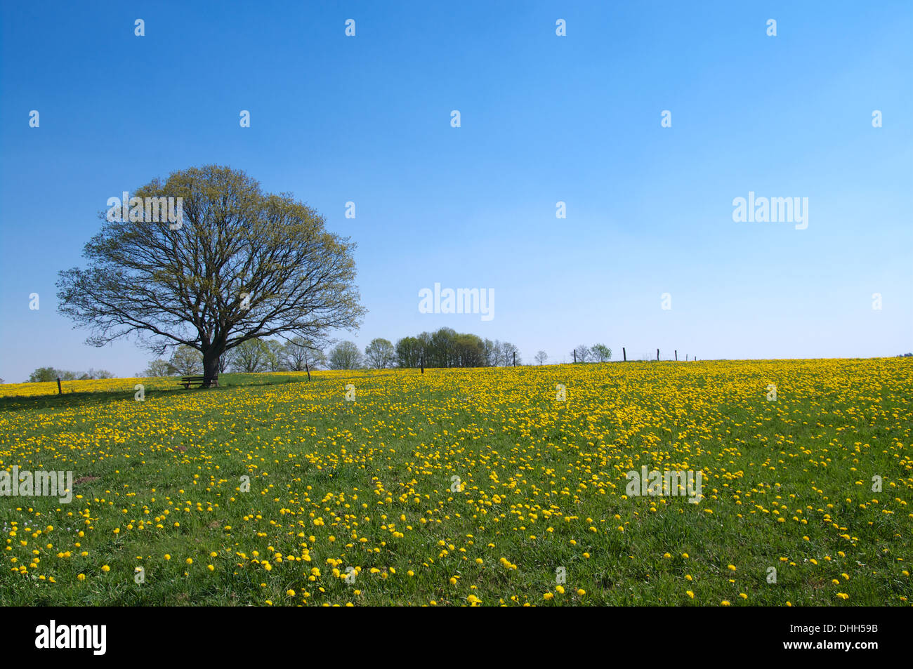 Spring natur hi-res stock photography and images - Alamy
