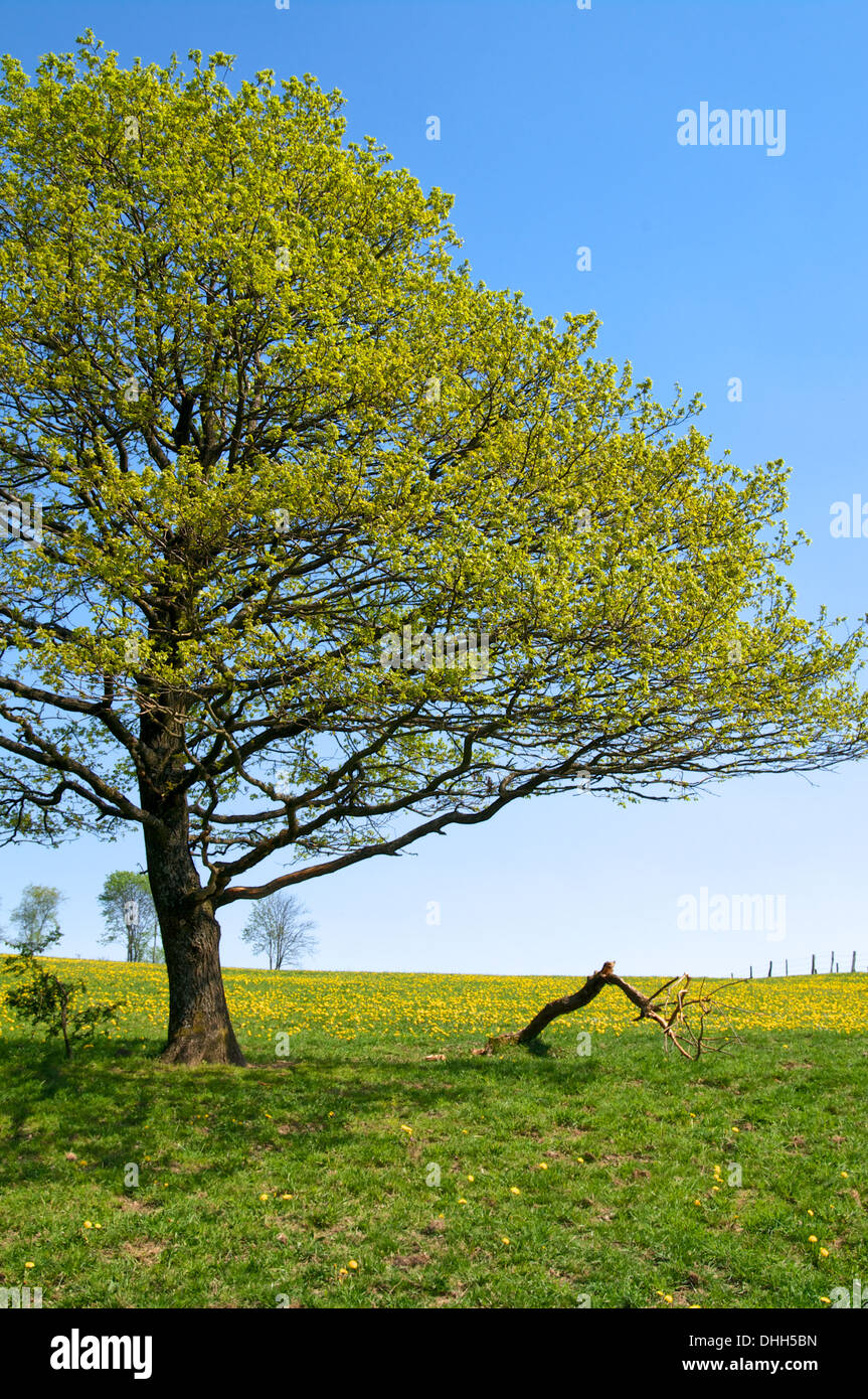 Spring feeling nature Stock Photo - Alamy