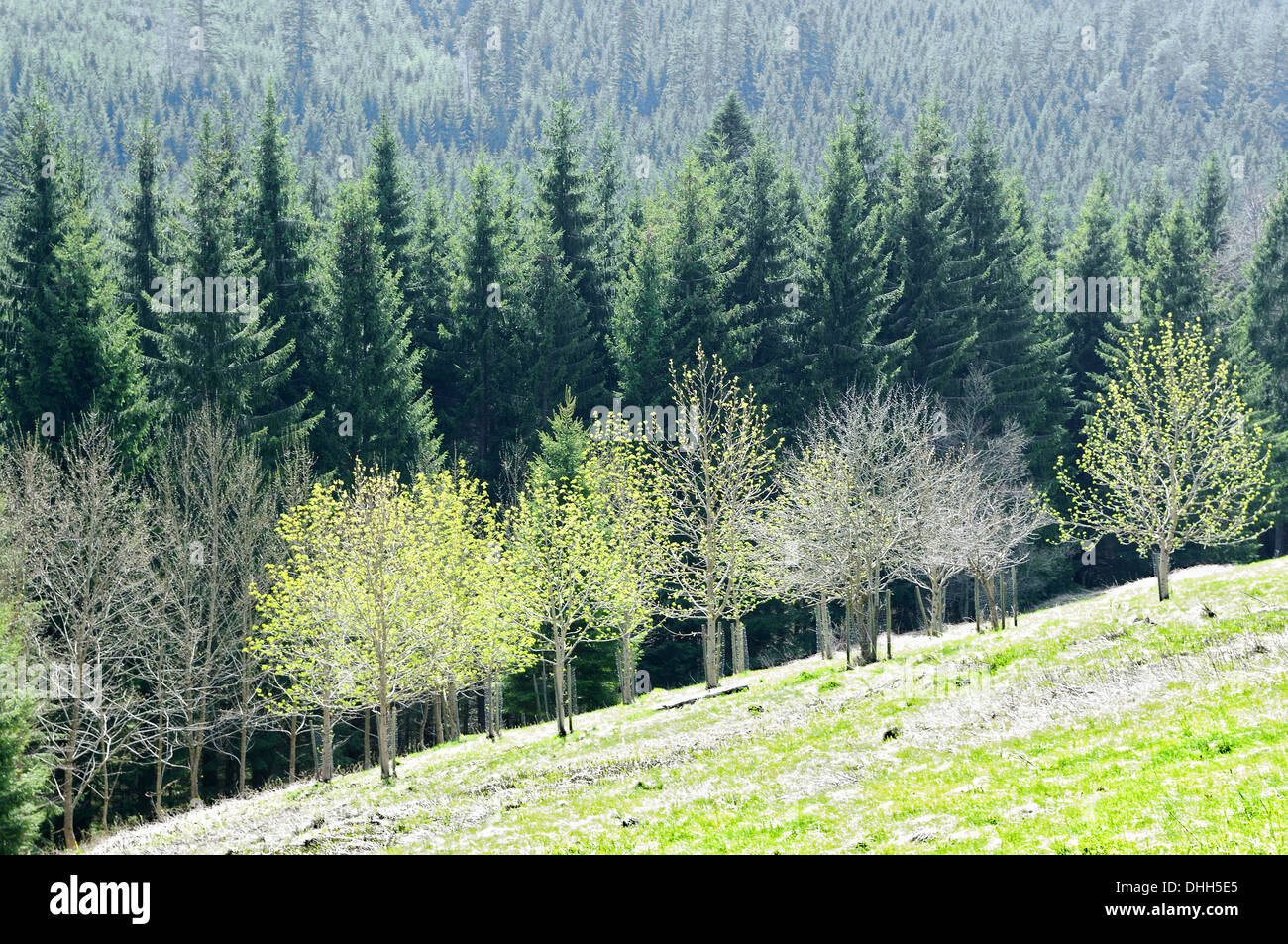 Spring in the Black Forest Germany Stock Photo - Alamy