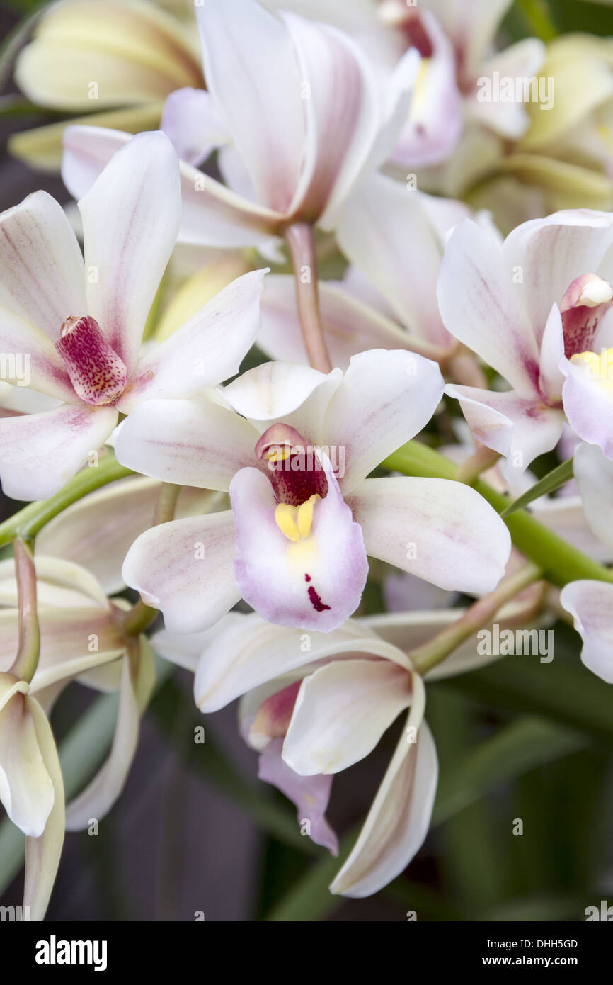 Cymbidium orchidee hi-res stock photography and images - Alamy