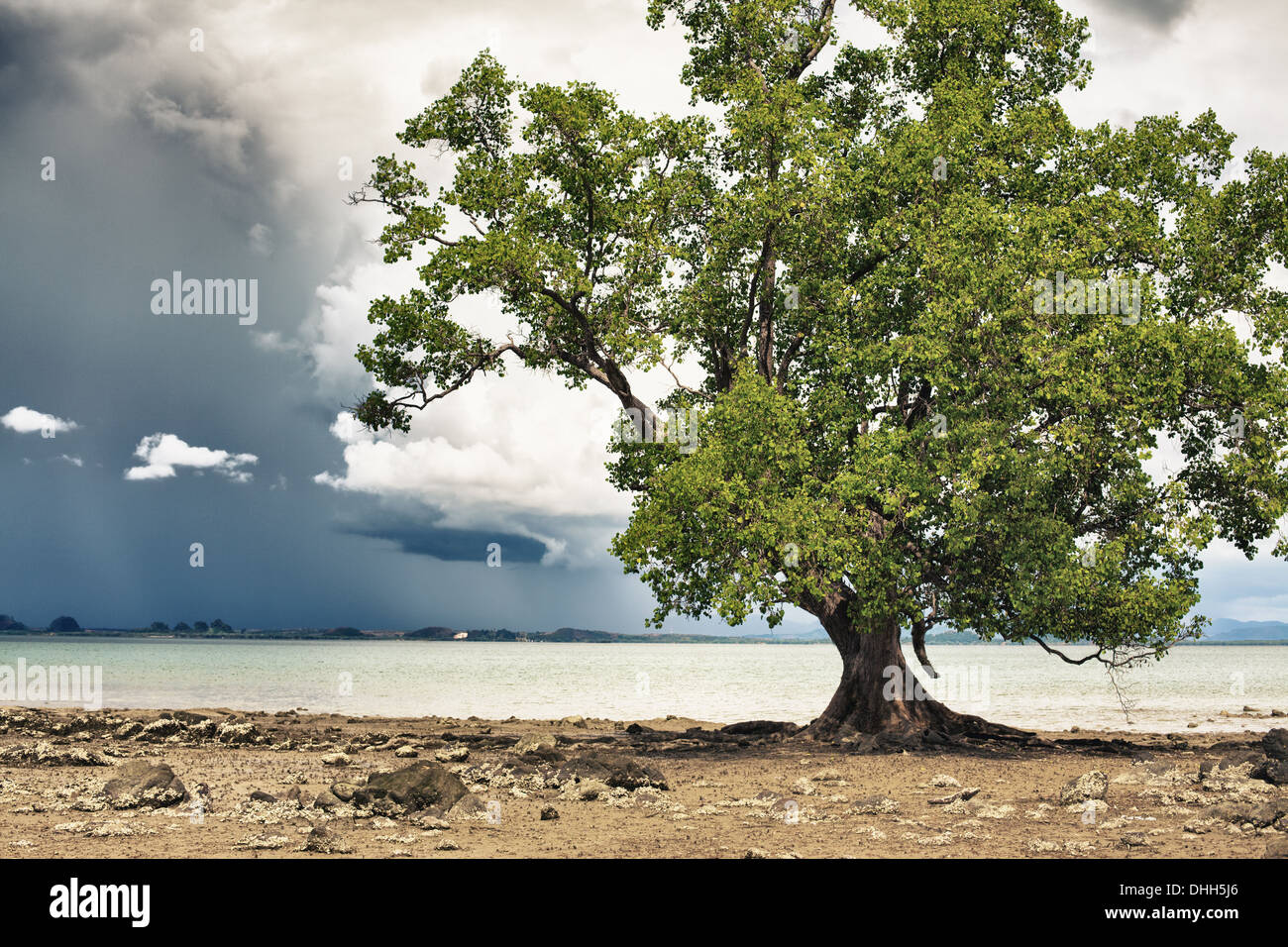 Tree on Seashore Stock Photo - Alamy