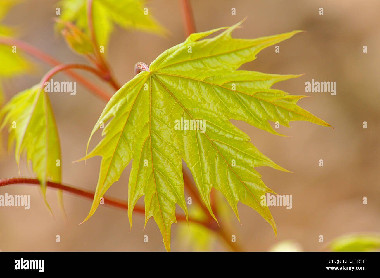 Ahornarten hi-res stock photography and images - Alamy