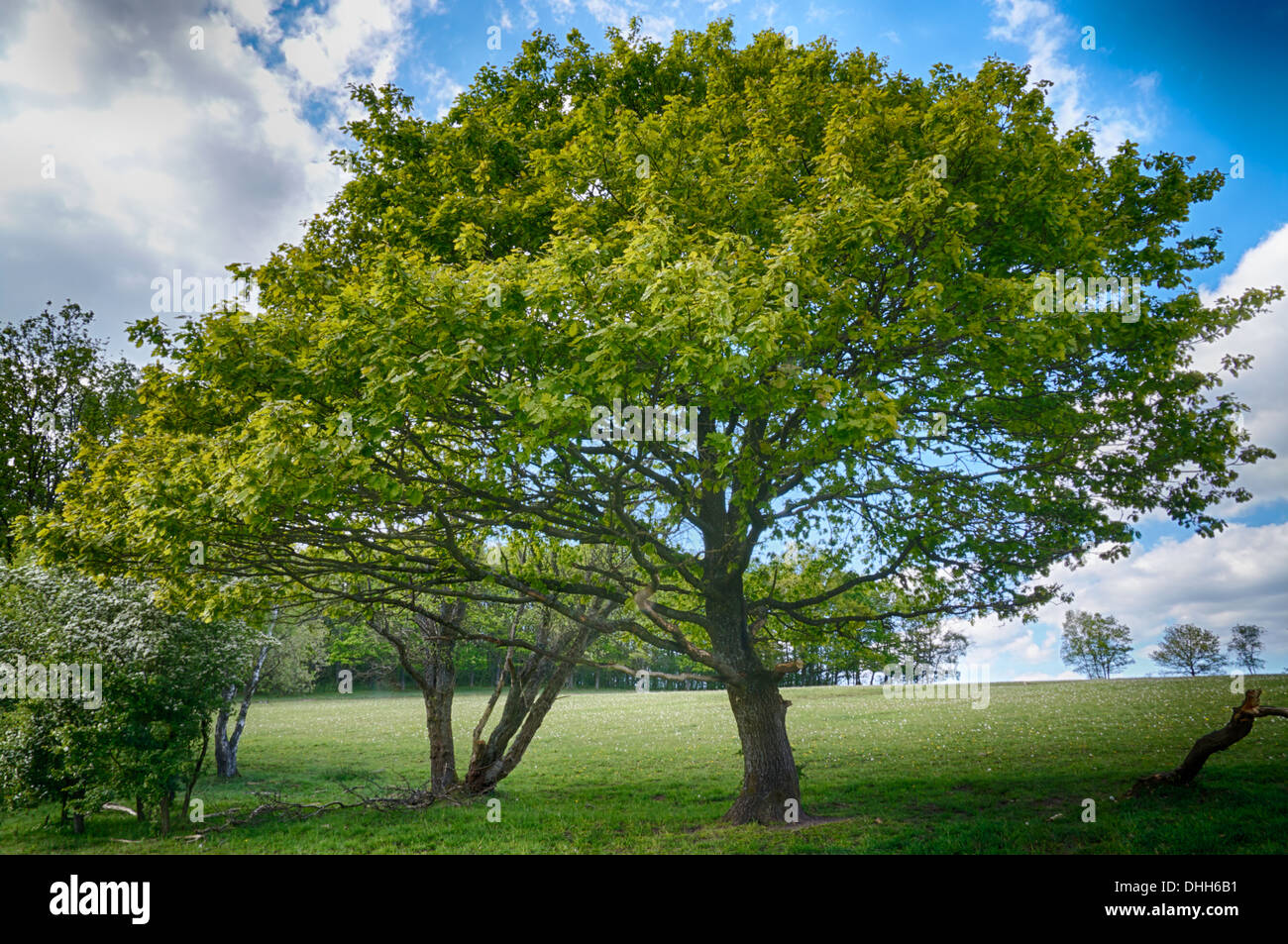 Spring feeling nature Stock Photo - Alamy