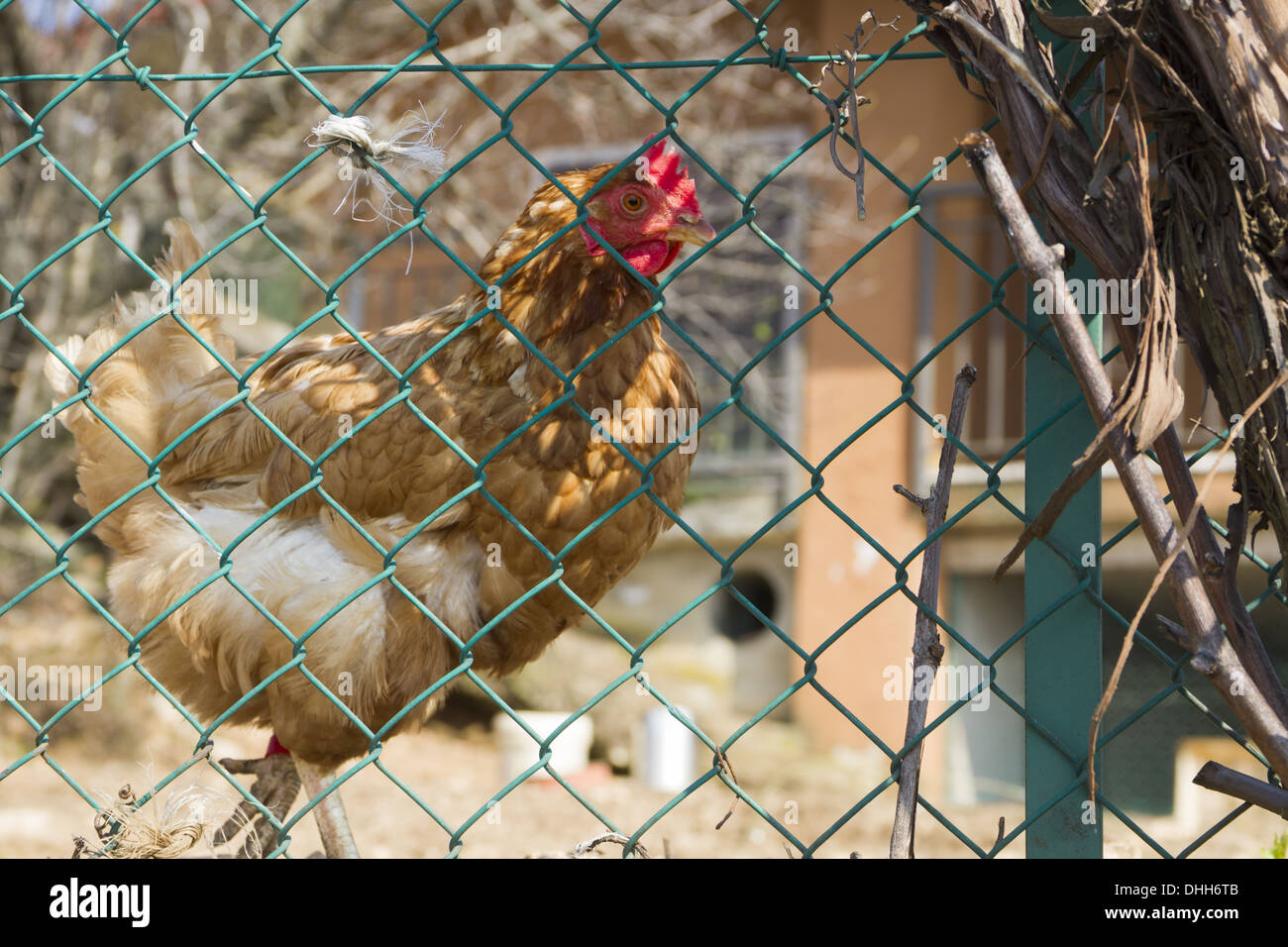 hen behind fence Stock Photo - Alamy