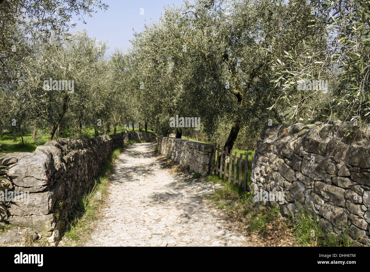 Path through olive grove hi-res stock photography and images - Alamy