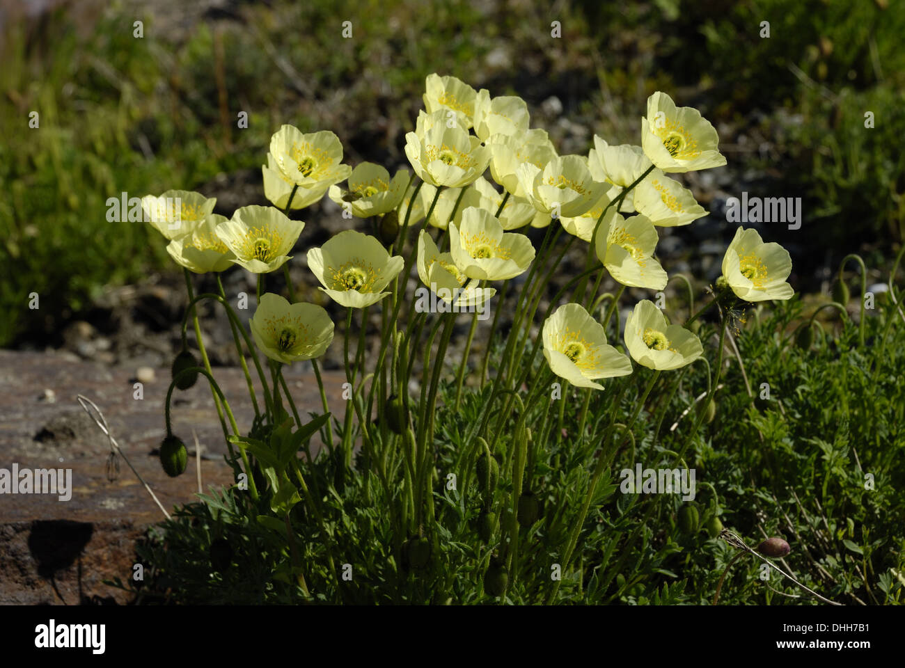 Yellow Poppies in Tromso Stock Photo - Alamy