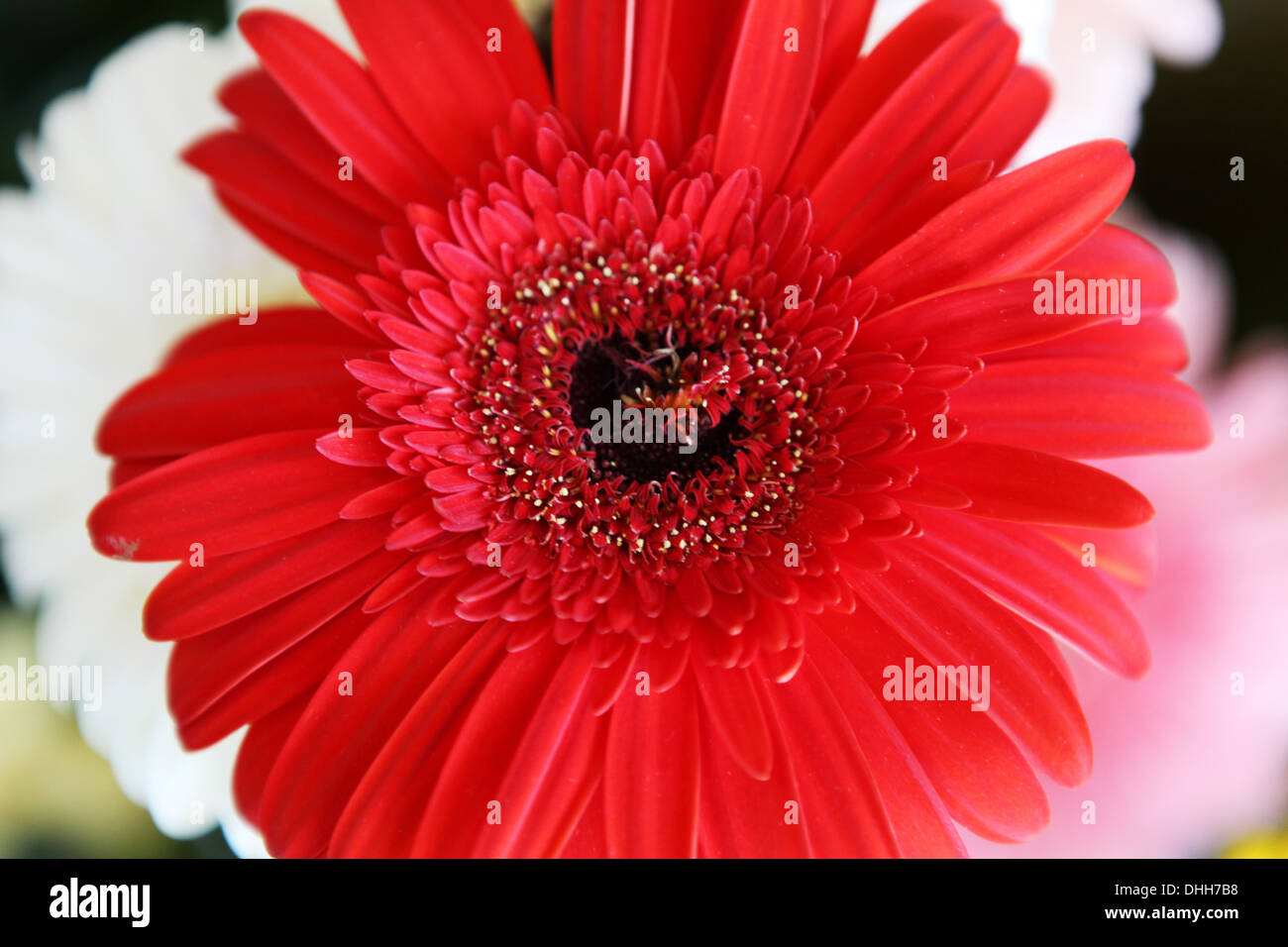 Picture of Beautiful Flowers Stock Photo - Alamy