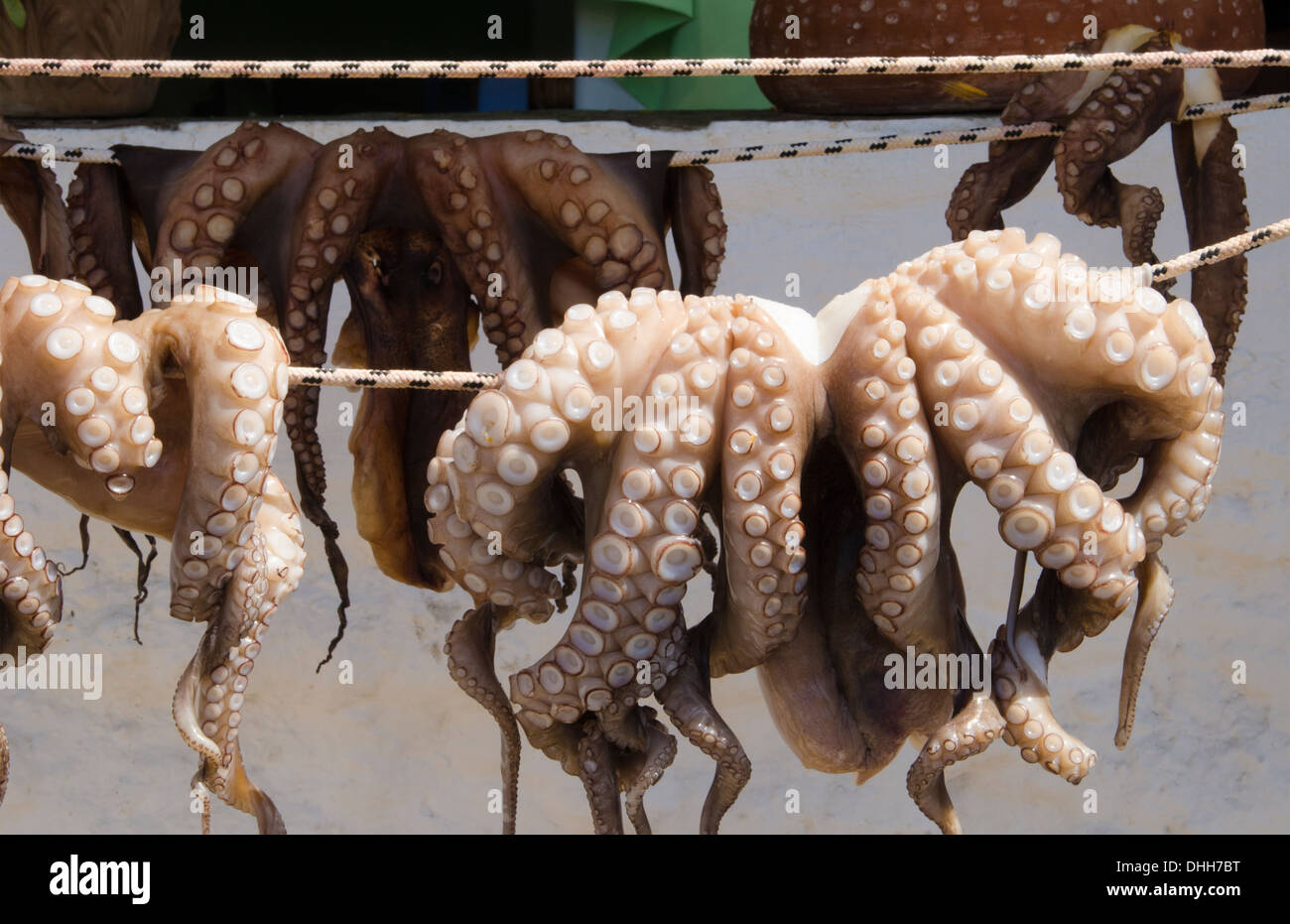 Greece Paros Cyclades town of Pisa Livadi fishing boat with Octopus ...