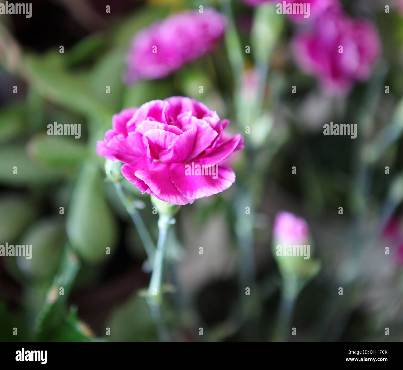 Picture of Beautiful Flowers Stock Photo - Alamy