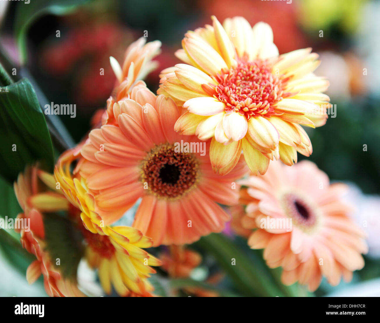 Picture of Beautiful Flowers Stock Photo - Alamy